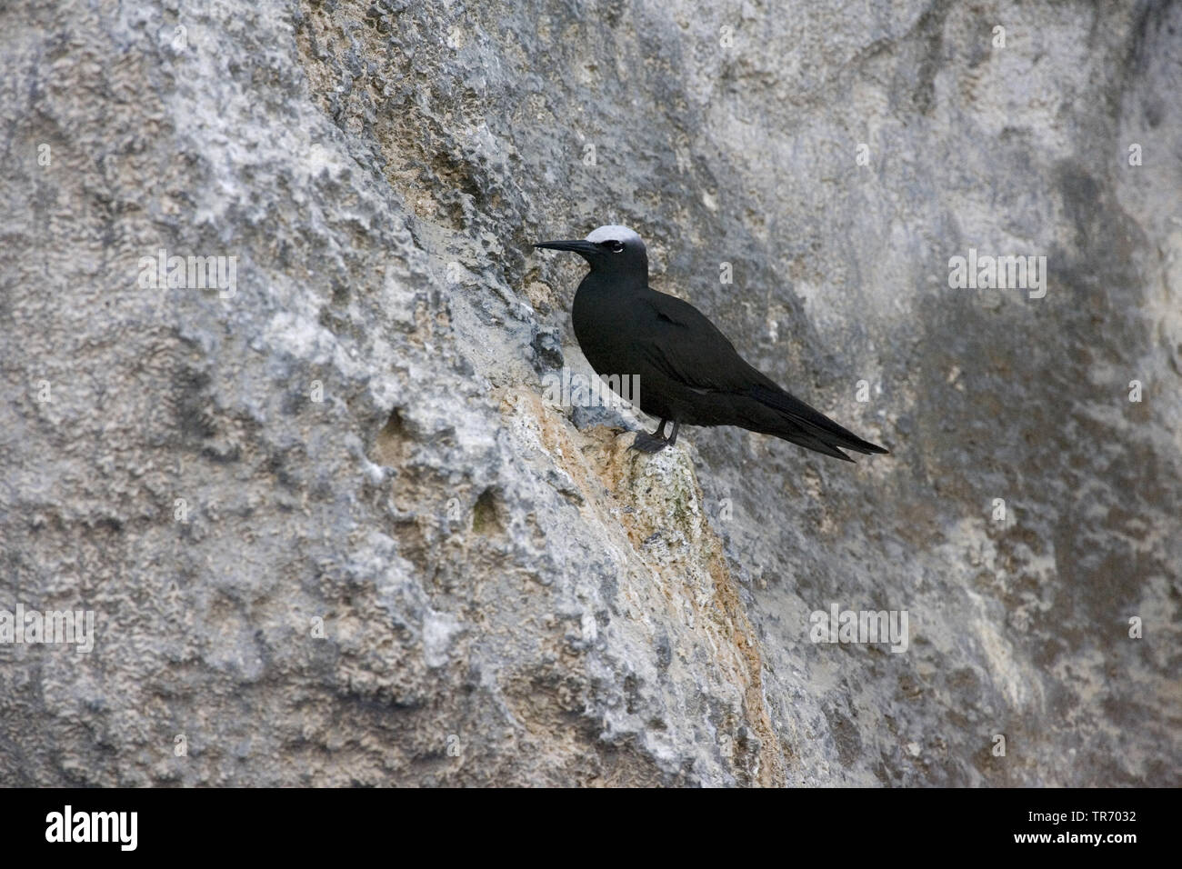 White-capped noddy, Black noddy (Anous minutus), Ascension Stock Photo ...