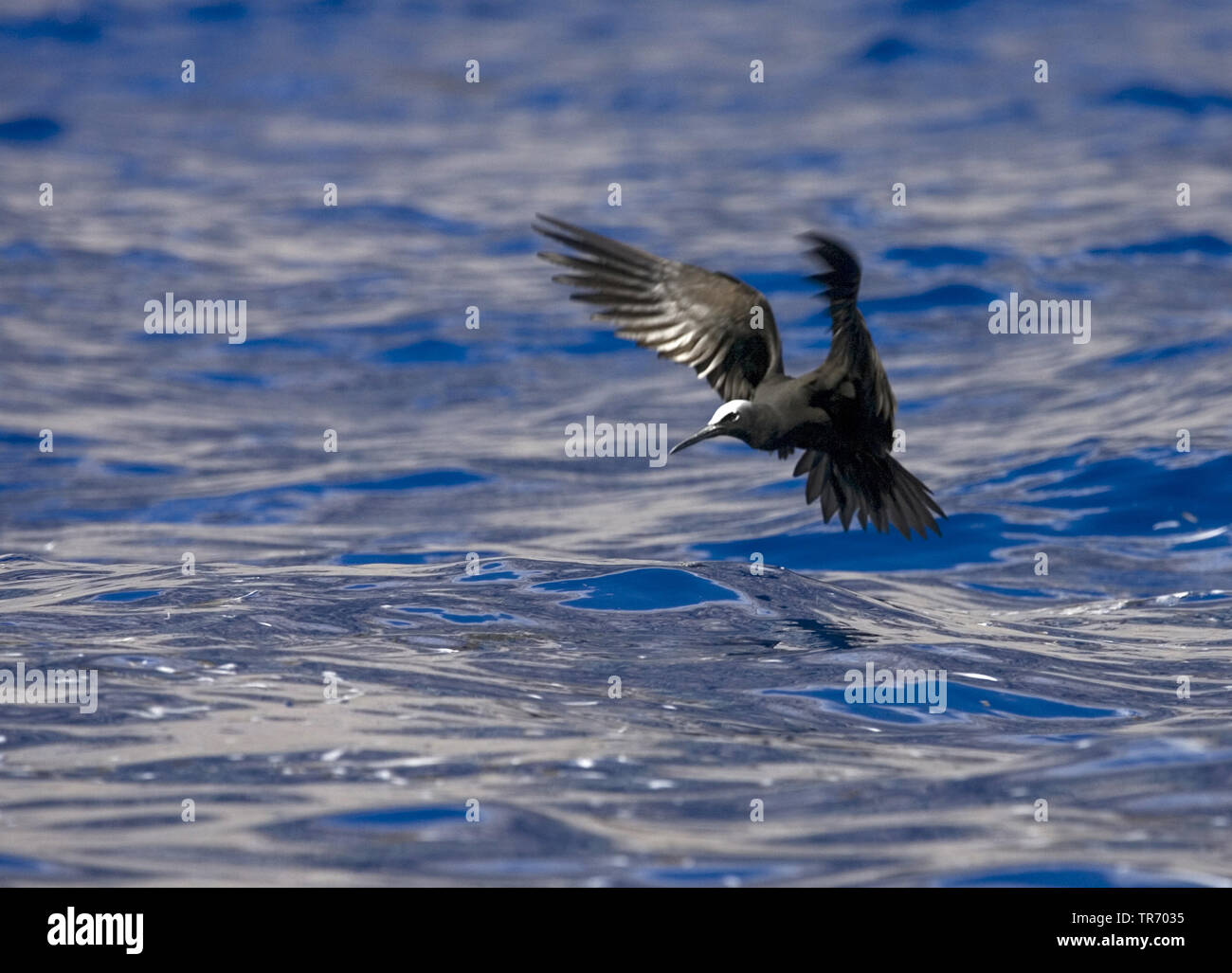 White-capped noddy, Black noddy (Anous minutus), flying over the sea ...