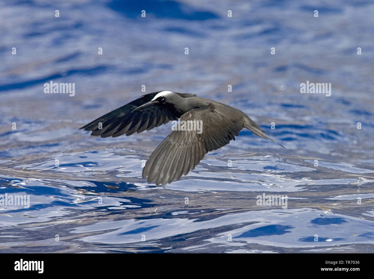 White-capped noddy, Black noddy (Anous minutus), flying over the sea ...