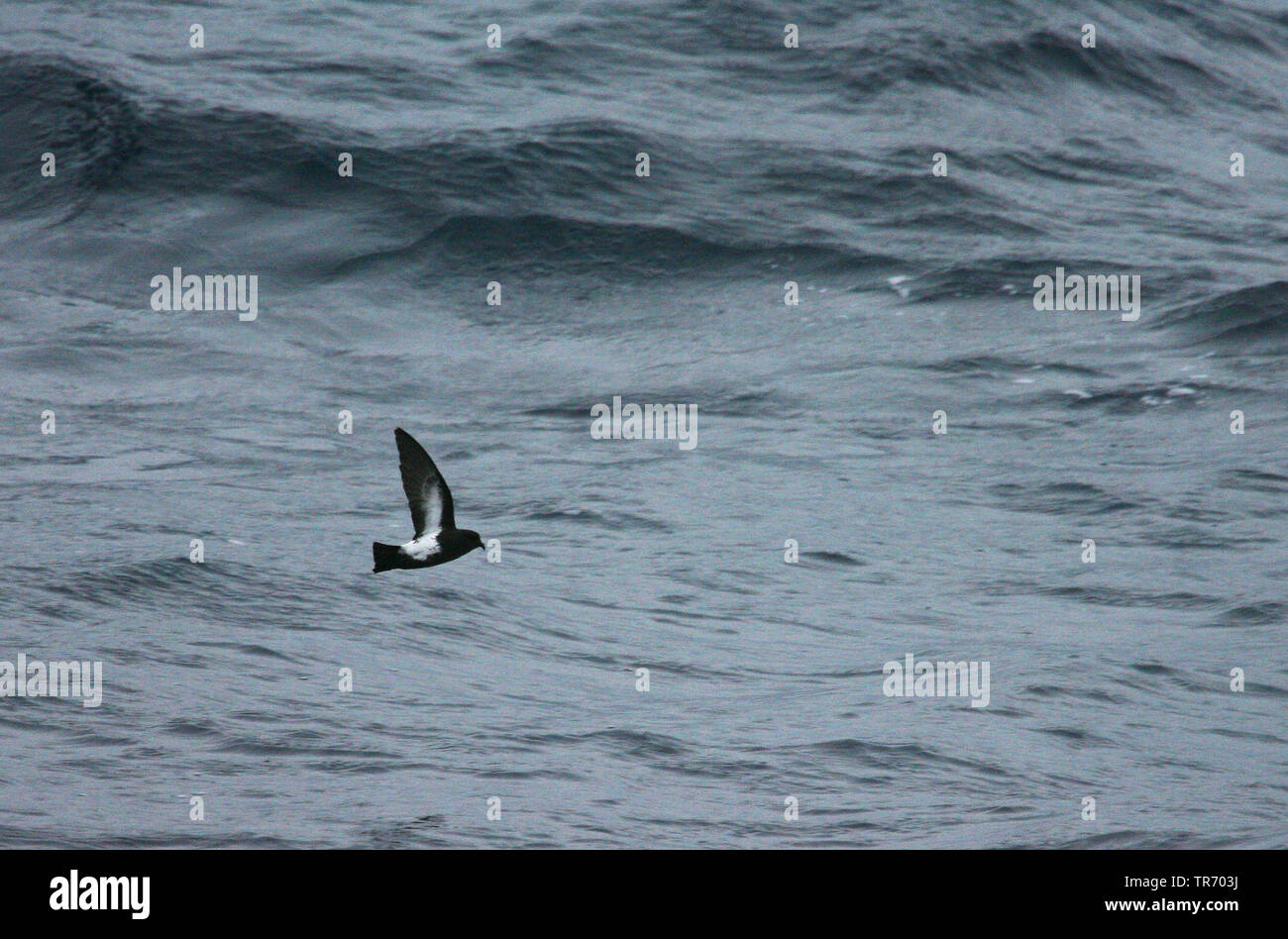 black-bellied storm petrel (Fregetta tropica), flying over the ocean ...
