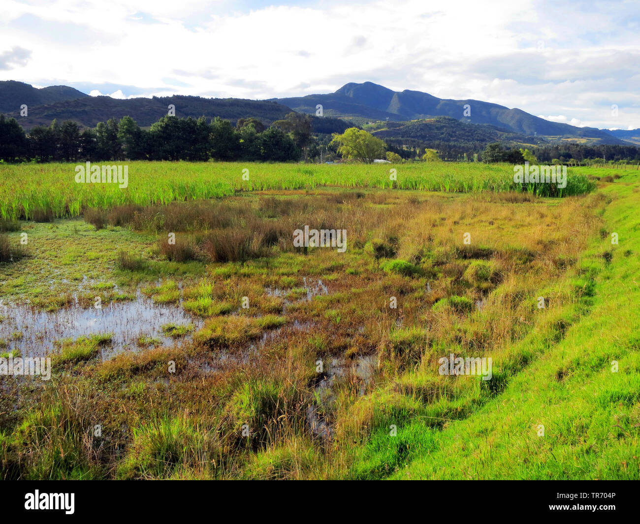 Bogota Rail habitat, Colombia Stock Photo - Alamy