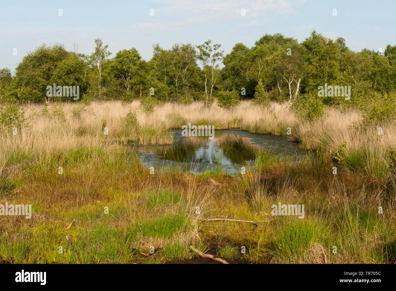 De groote hi-res stock photography and images - Alamy