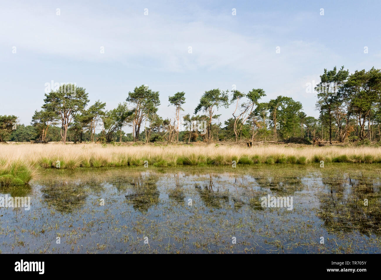 fen at Strabrechtse Heide, Netherlands, Noord-Brabant Stock Photo - Alamy