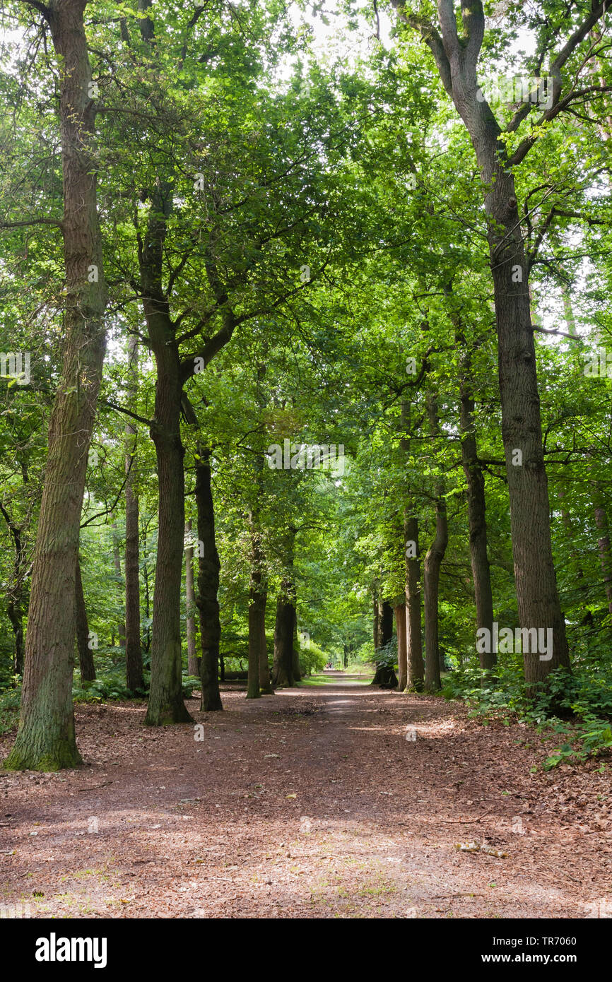Hiking path at the Oisterwijk Forests and Fens, Netherlands, Noord ...