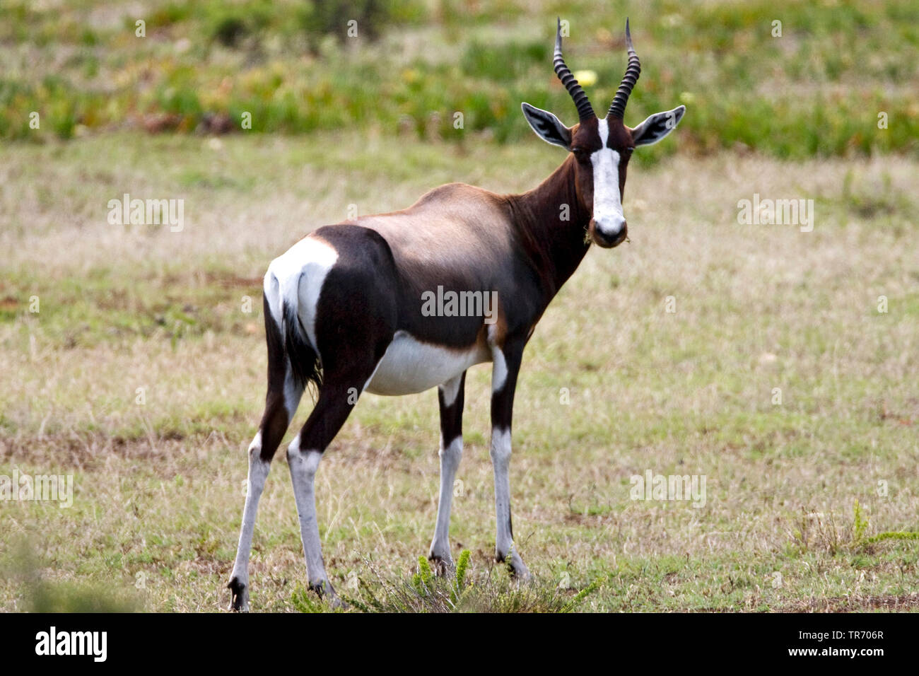 Damaliscus dorcas dorcas hi-res stock photography and images - Alamy