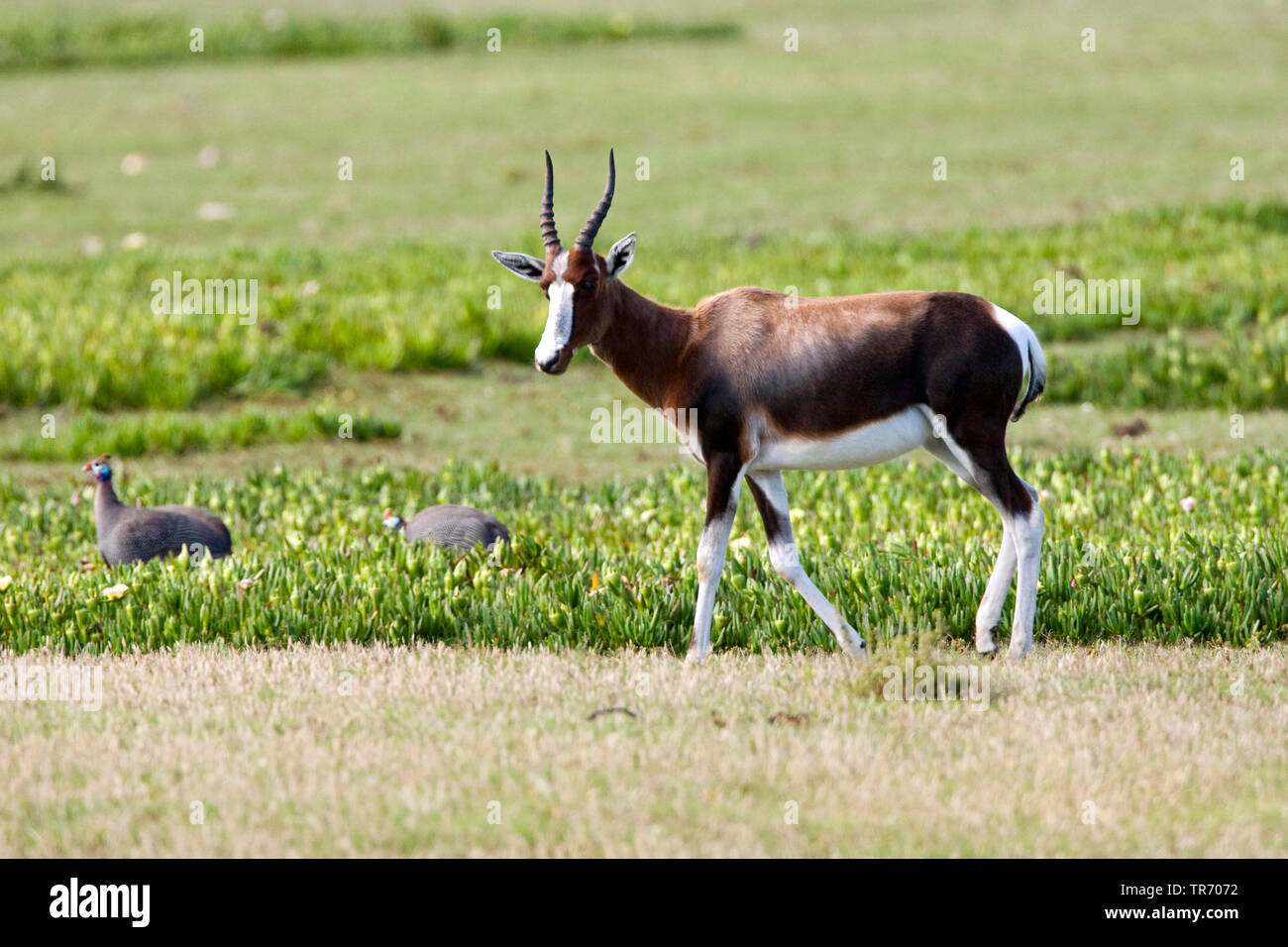 bontebok (Damaliscus pygargus, Damaliscus dorcas, Damaliscus dorcas ...