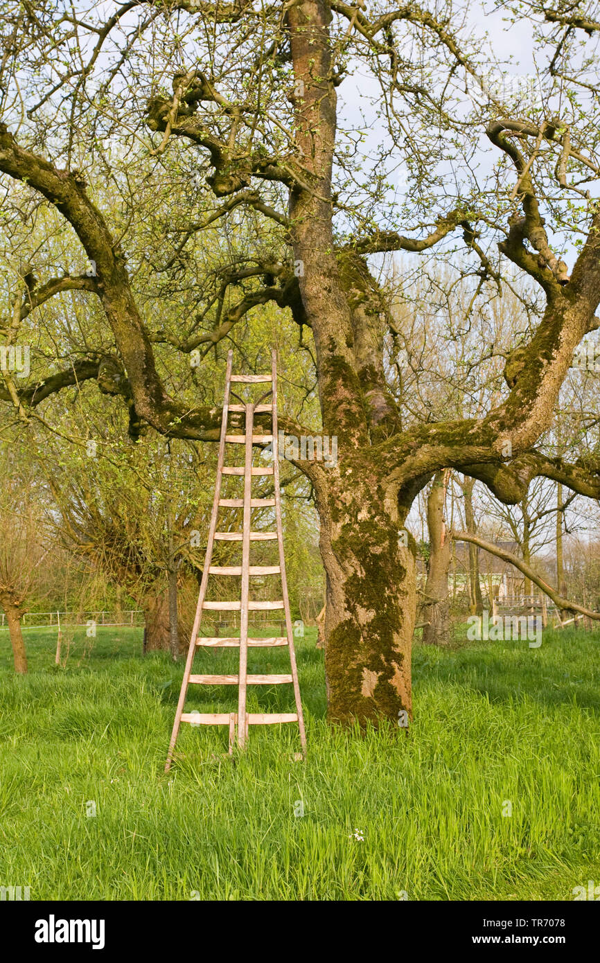 Orchard ladder hi-res stock photography and images - Alamy