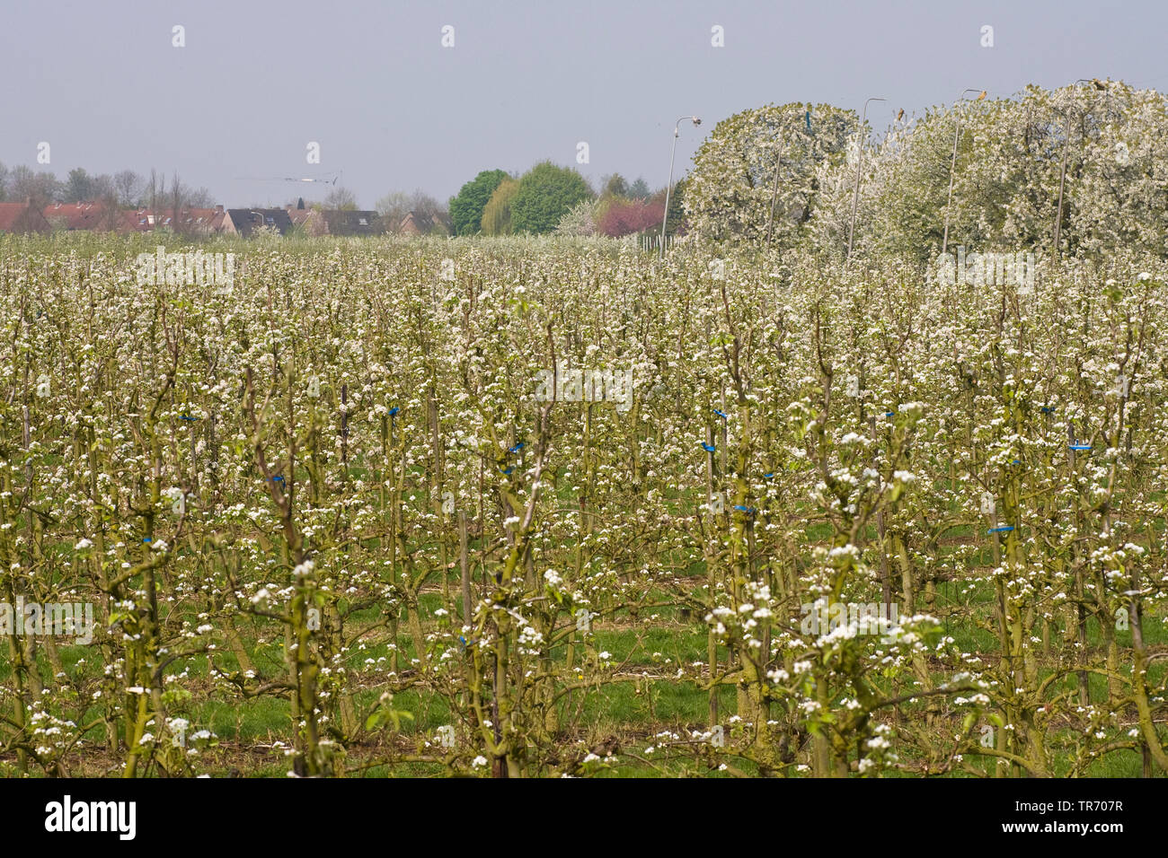 apple tree (Malus domestica), blooming orchard, espalier fruits ...