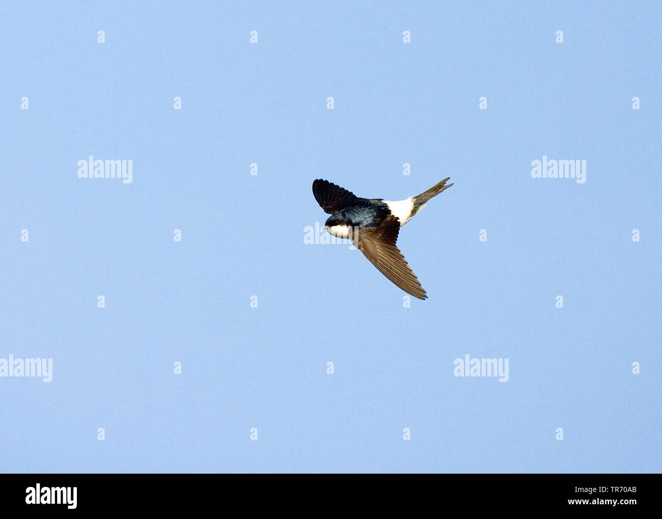 common house martin (Delichon urbica, Delichon urbicum), flying ...