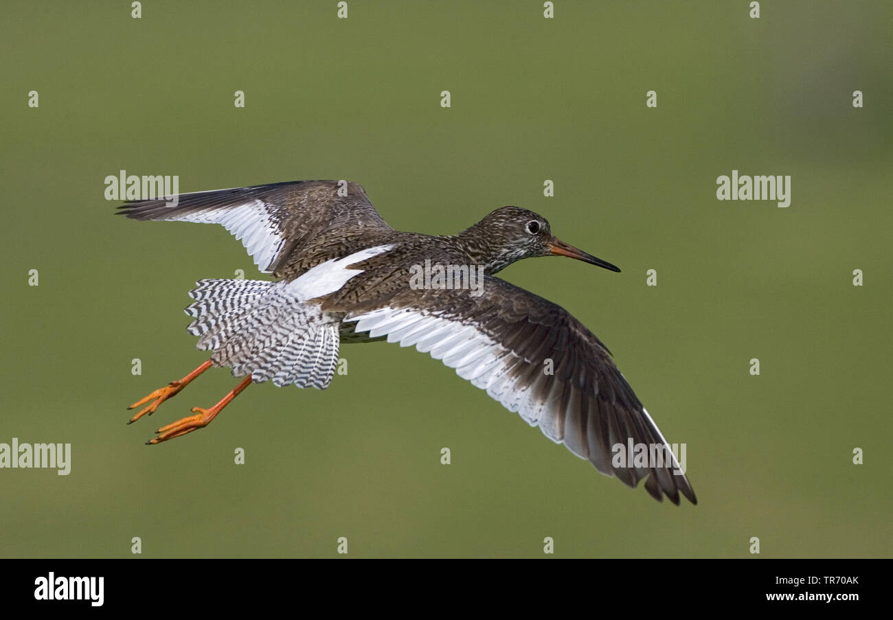 common redshank (Tringa totanus), flying, Netherlands Stock Photo - Alamy