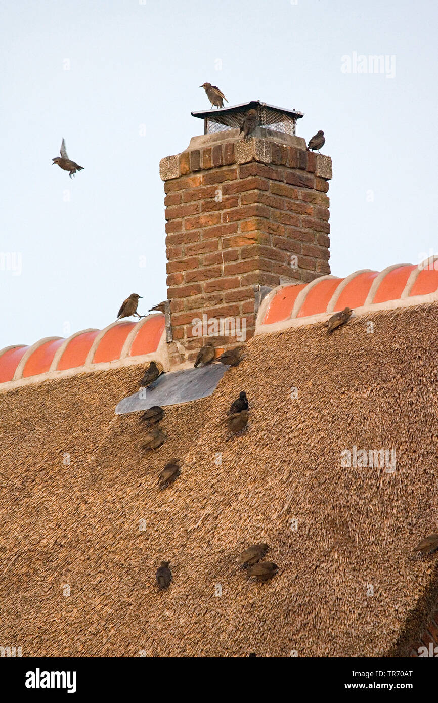 common starling (Sturnus vulgaris), flock on a roof, Netherlands Stock ...