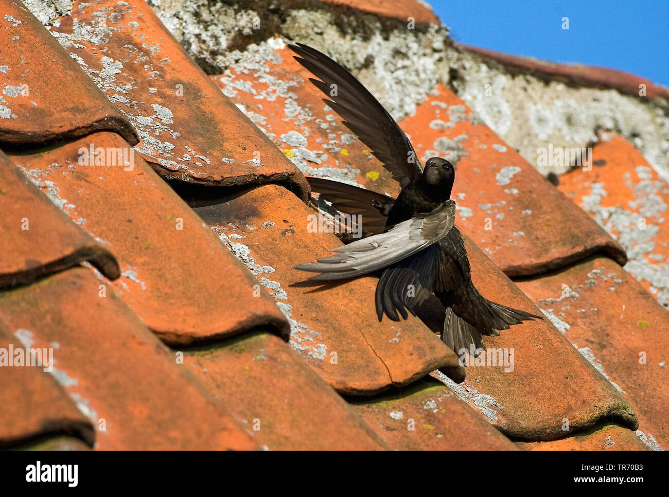 Eurasian swift (Apus apus), starting from a roof, Netherlands Stock ...