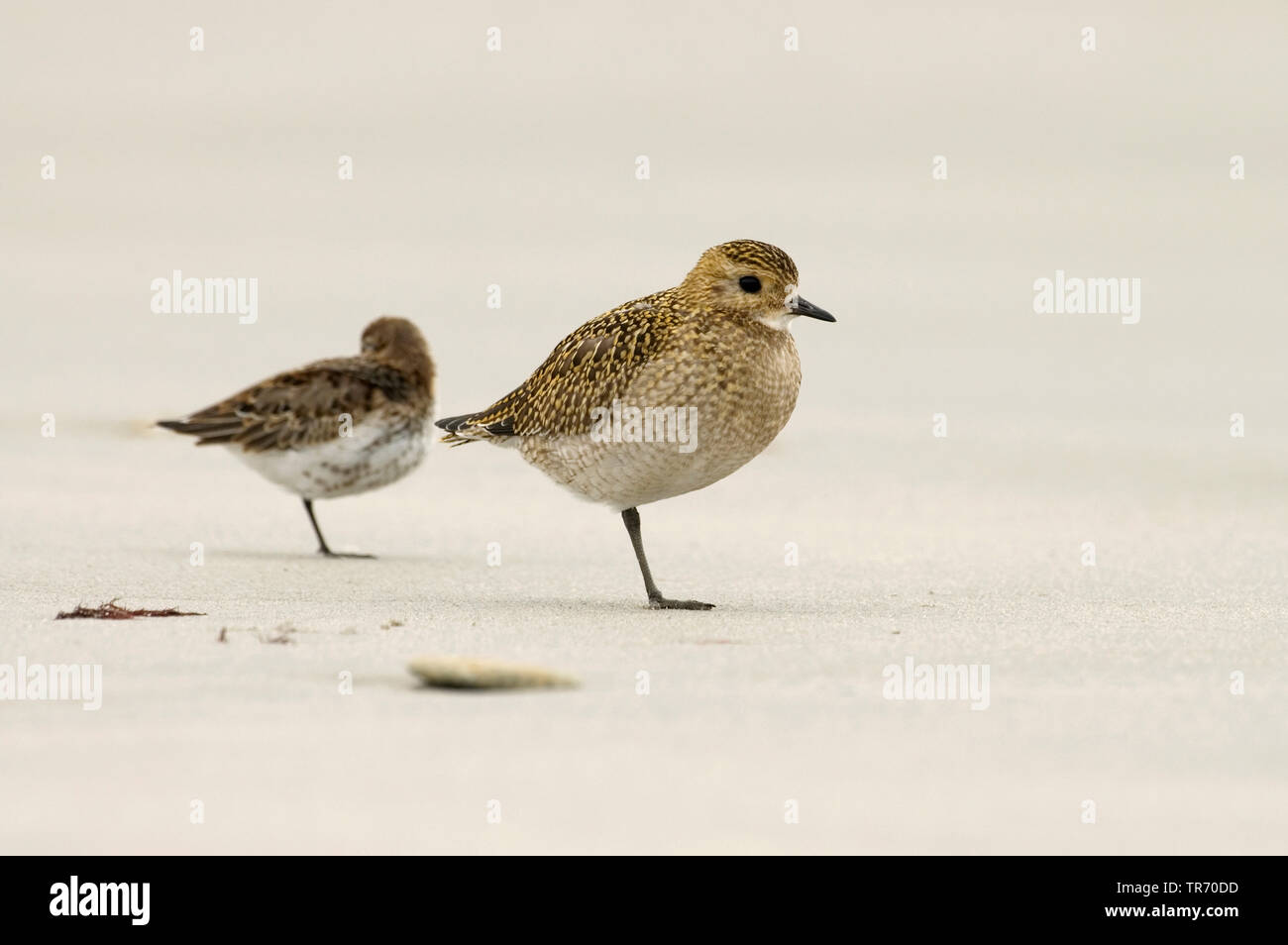 European golden plover (Pluvialis apricaria), with dunlin on the beach ...