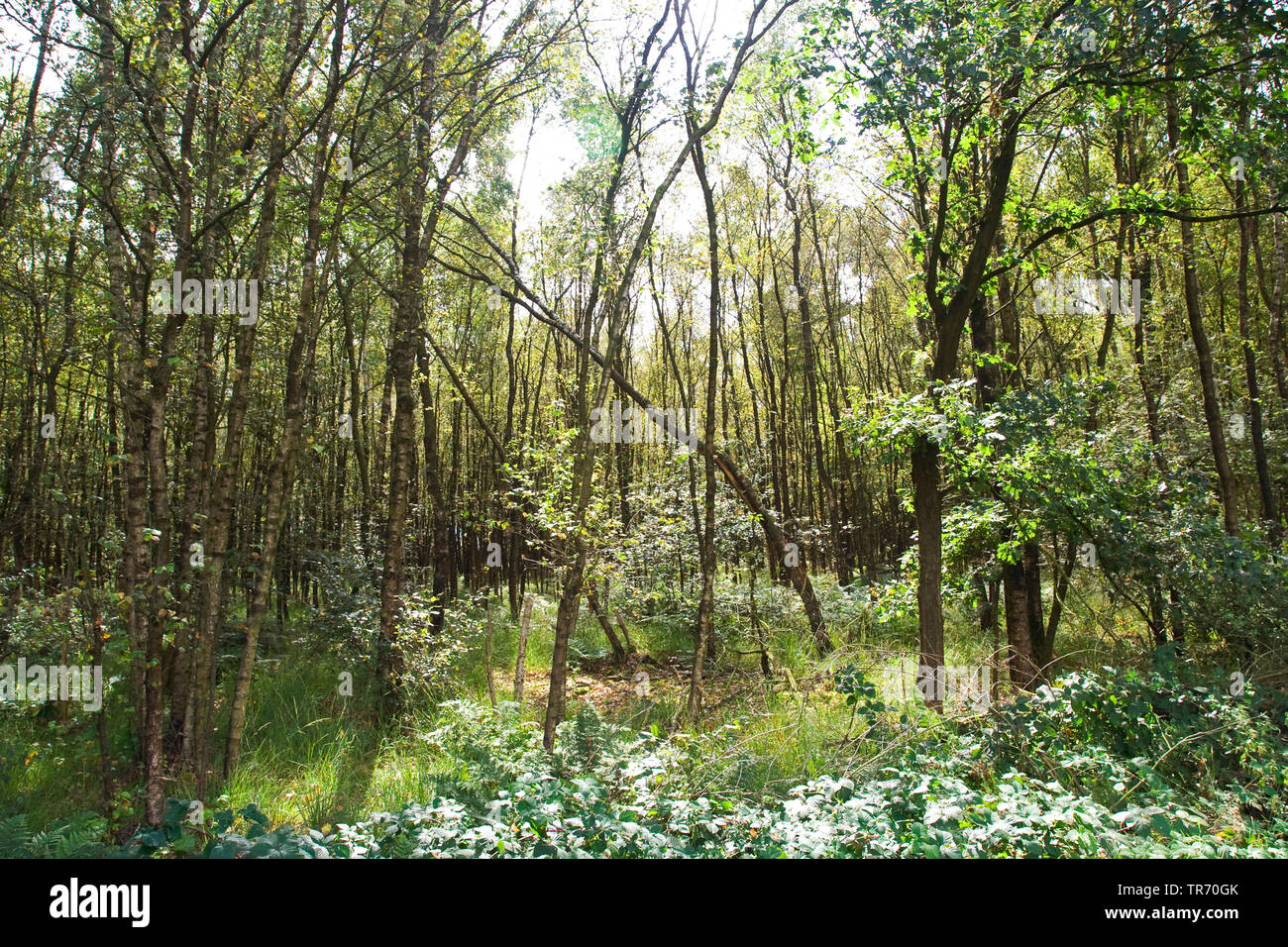 Swamp birch hi-res stock photography and images - Alamy