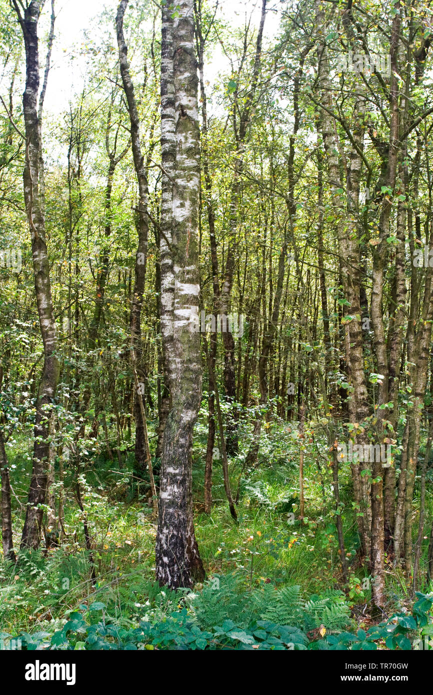 Swamp birch hi-res stock photography and images - Alamy