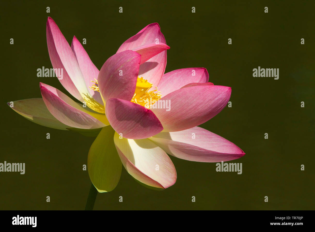 Indian lotus hi-res stock photography and images - Alamy