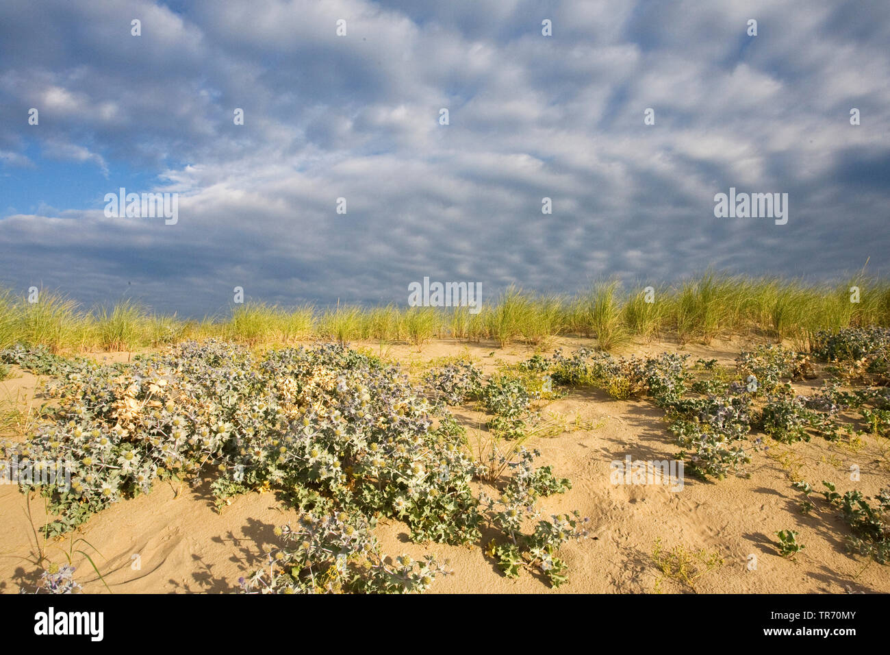 sea-holly, seaside coyote-thistle (Eryngium maritimum), blooming on ...