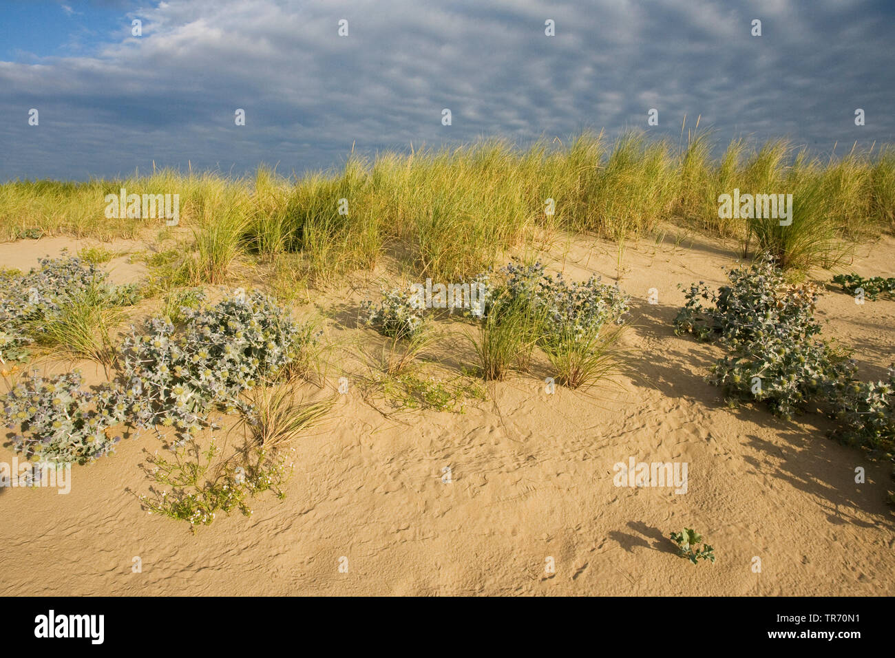 sea-holly, seaside coyote-thistle (Eryngium maritimum), blooming on ...