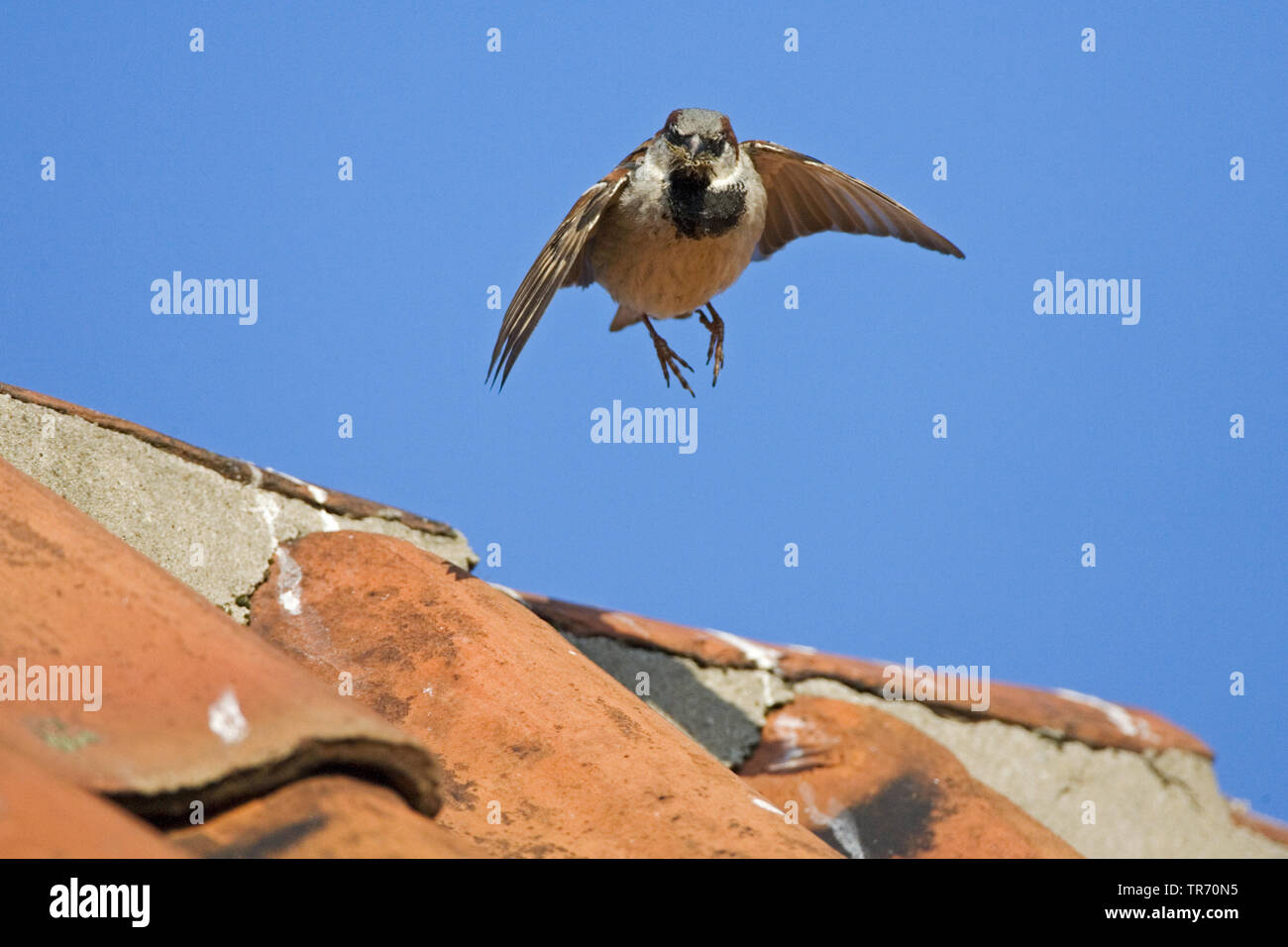 Flying roof hi-res stock photography and images - Alamy