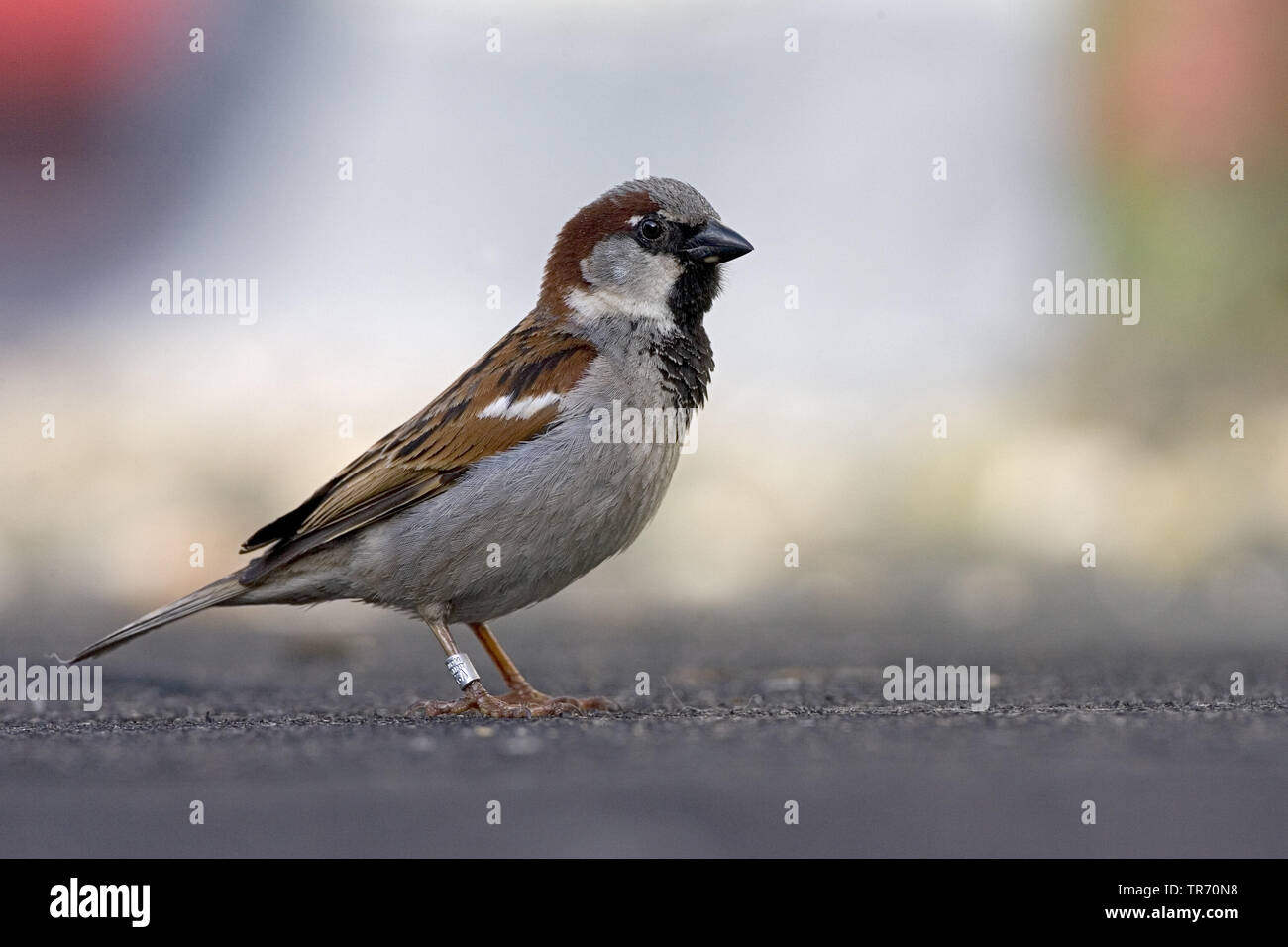 Beringed male hi-res stock photography and images - Alamy