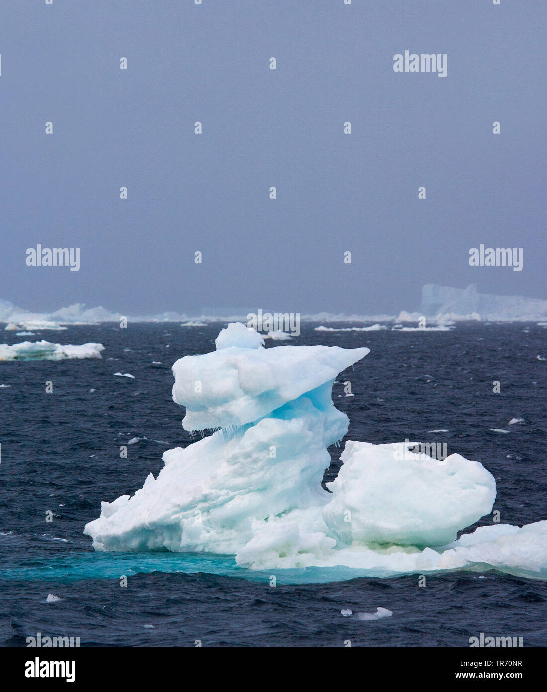 Weddel High Resolution Stock Photography and Images - Alamy