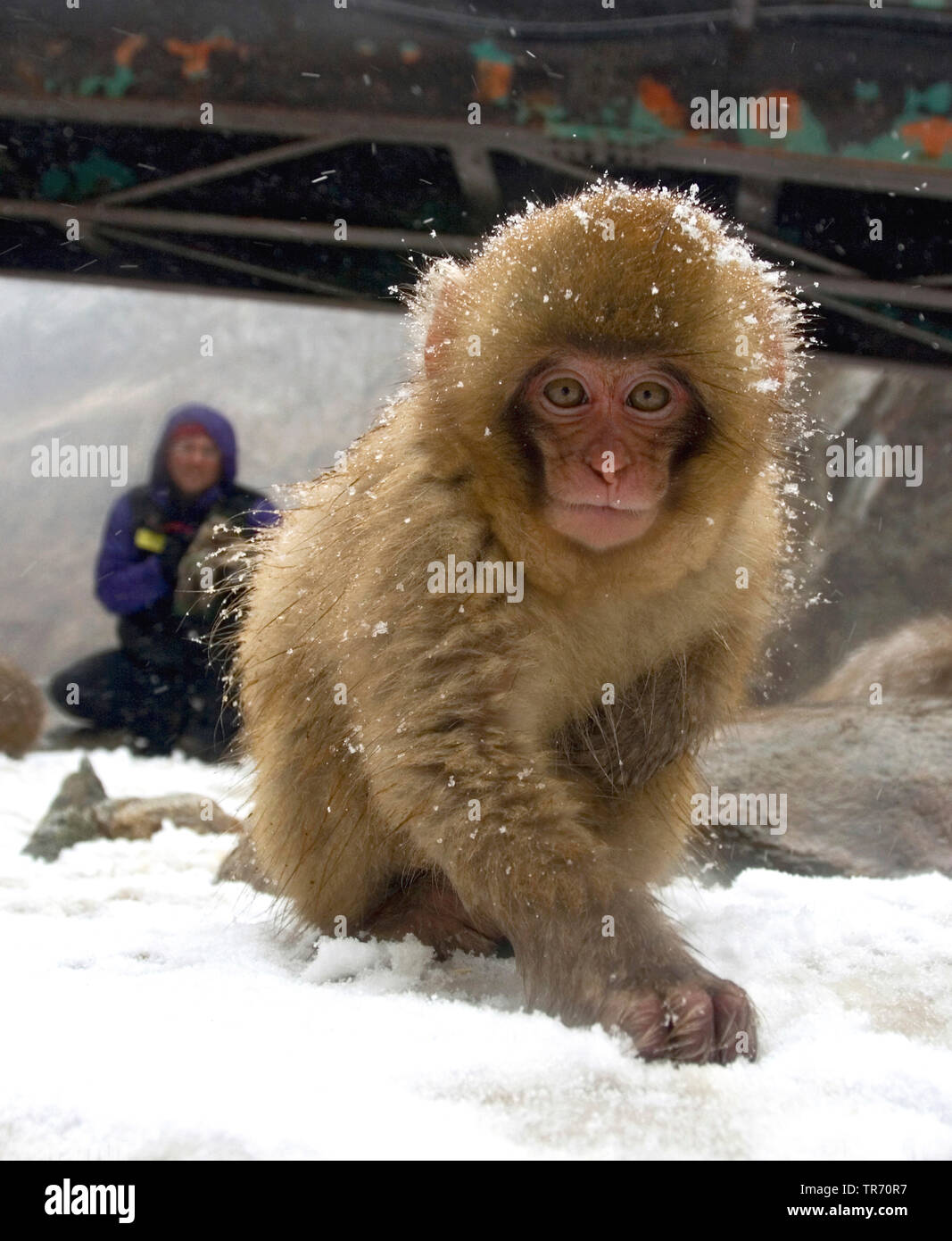 Japanese macaque, snow monkey (Macaca fuscata), juvenile in winter ...