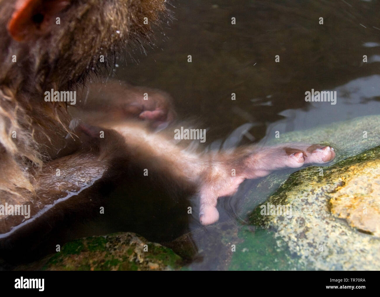 Monkey foot hi-res stock photography and images - Alamy