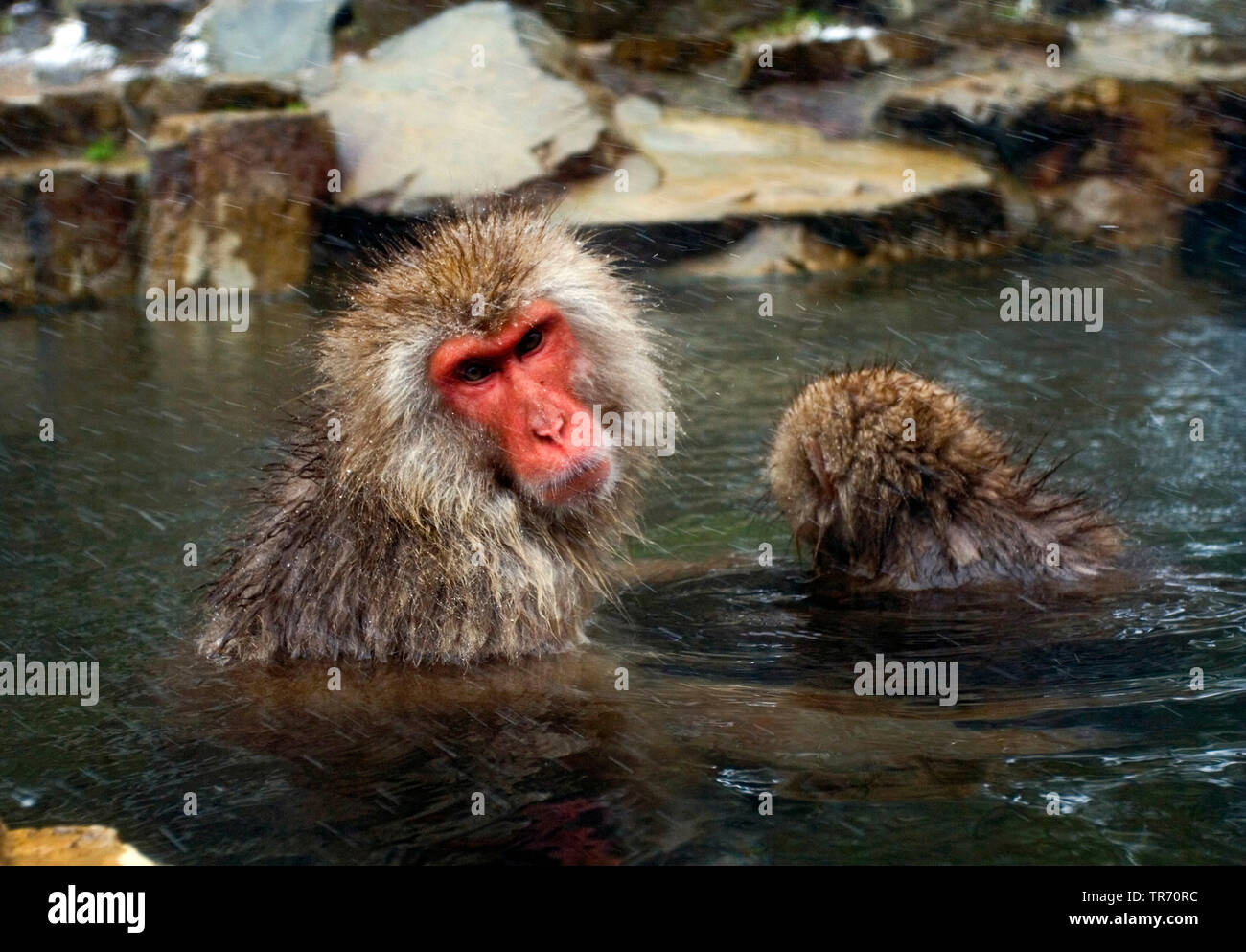 Japanese macaque, snow monkey (Macaca fuscata), bathing in a hot spring ...