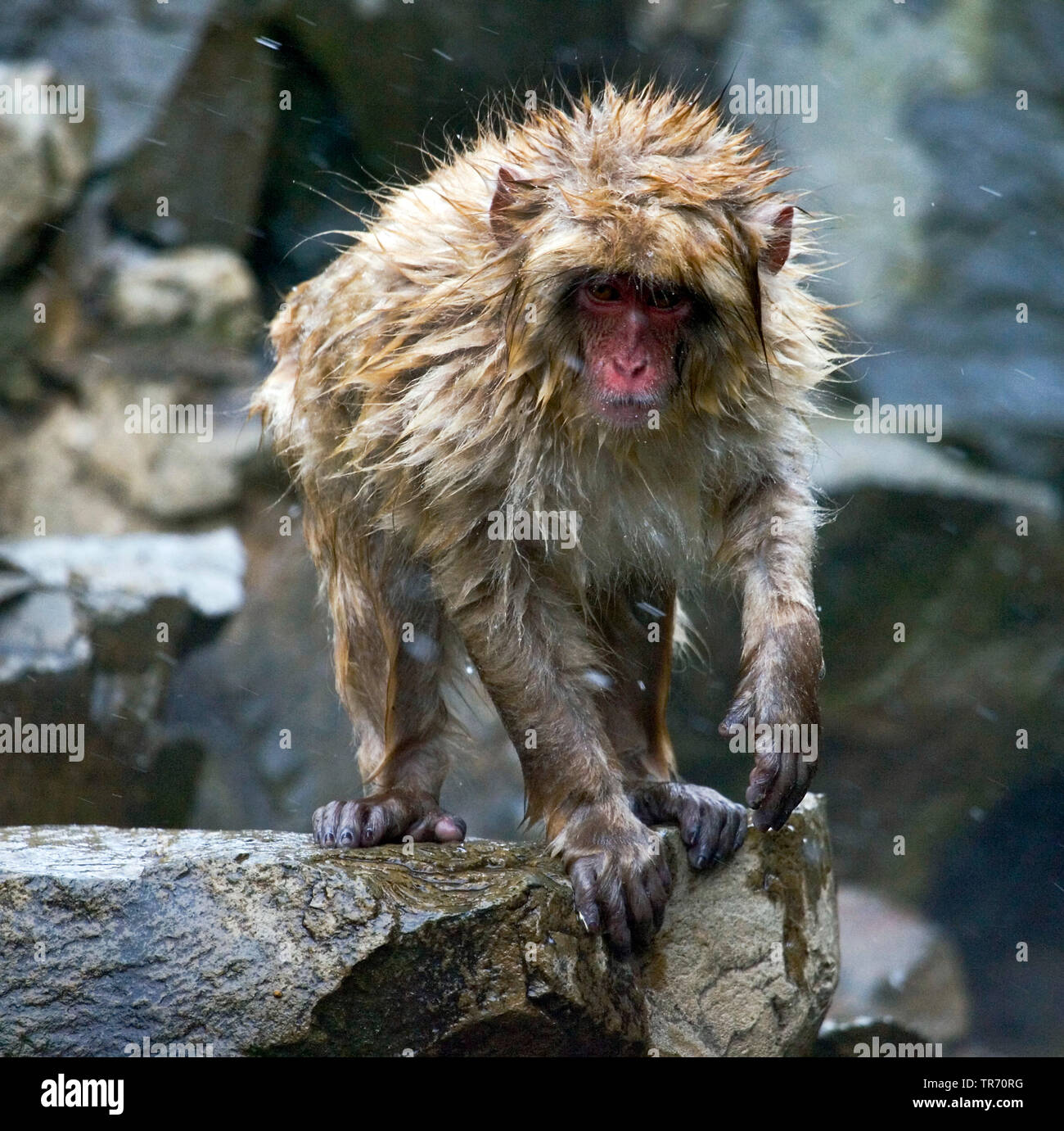 Japanese macaque, snow monkey (Macaca fuscata), after bathing, Japan ...