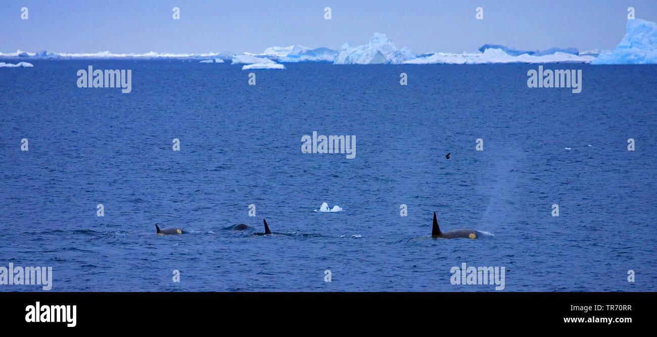 orca, great killer whale, grampus (Orcinus orca), Antarctica Stock ...