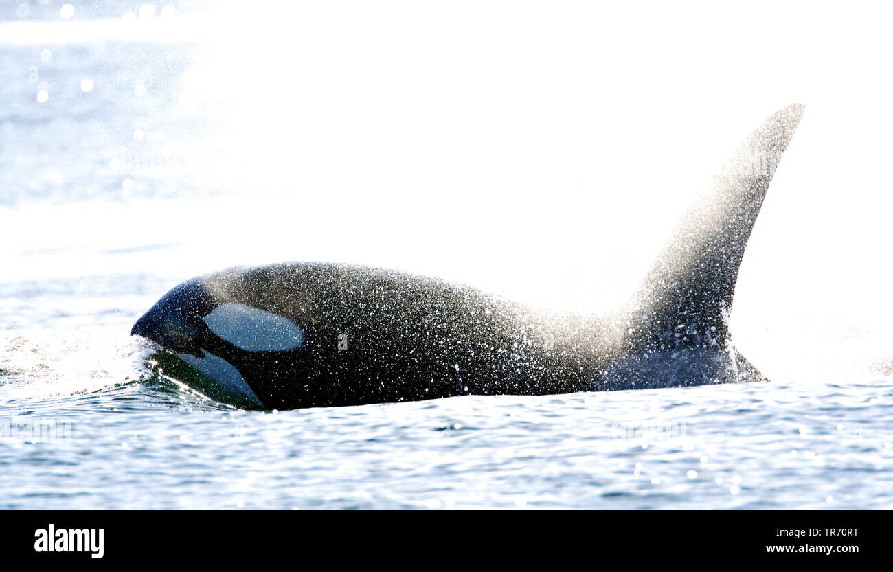 orca, great killer whale, grampus (Orcinus orca), USA, California Stock ...