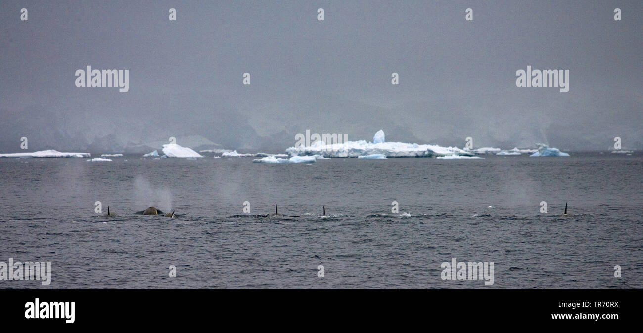 orca, great killer whale, grampus (Orcinus orca), Antarctica Stock ...