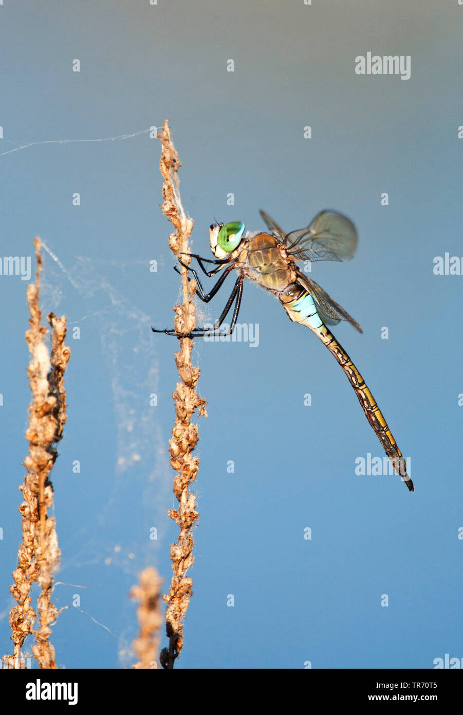 lesser emperor dragonfly (Anax parthenope), Romania Stock Photo - Alamy