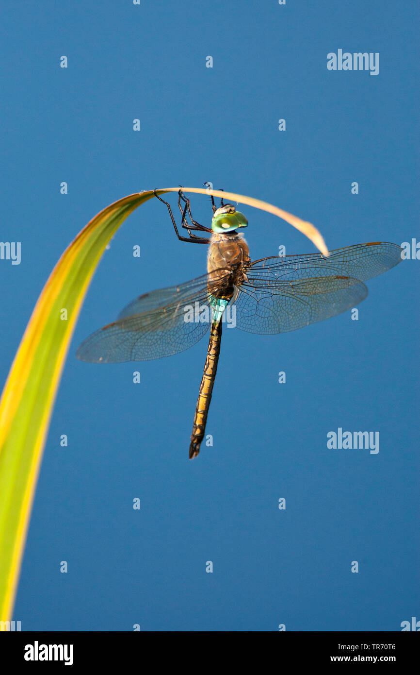 lesser emperor dragonfly (Anax parthenope), Romania Stock Photo - Alamy