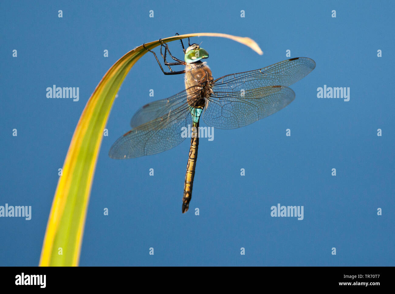 lesser emperor dragonfly (Anax parthenope), Romania Stock Photo - Alamy