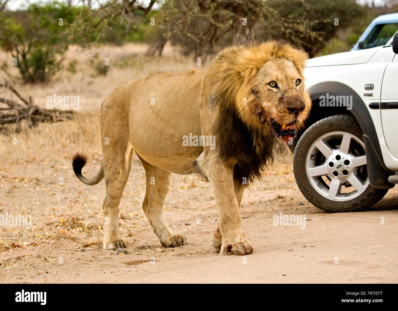 African safari jeep and lion hi-res stock photography and images - Alamy