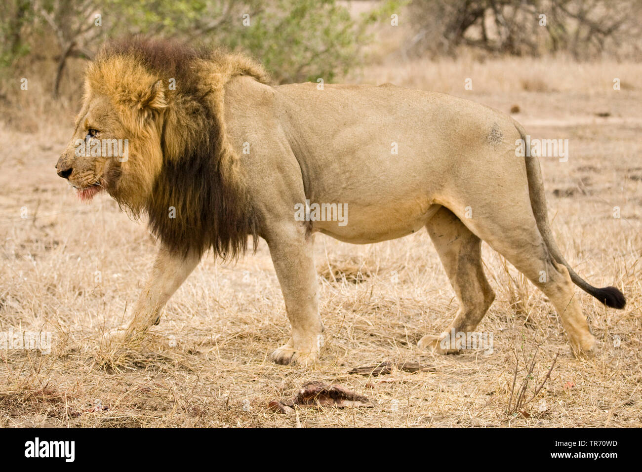 lion (Panthera leo), walking through the savanna, South Africa, Krueger ...