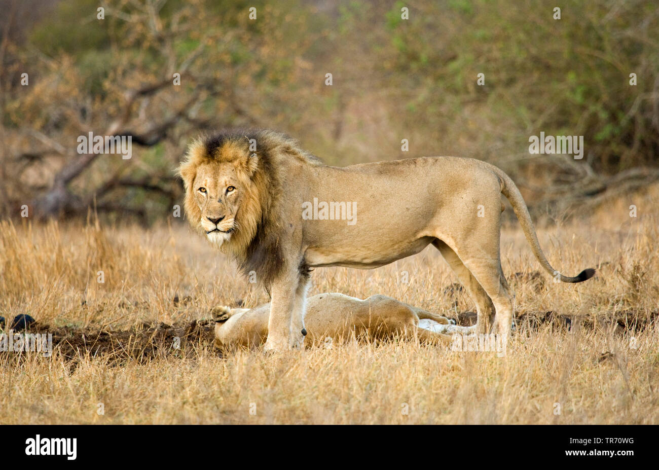 lion (Panthera leo), pair in the savanna, South Africa, Krueger ...