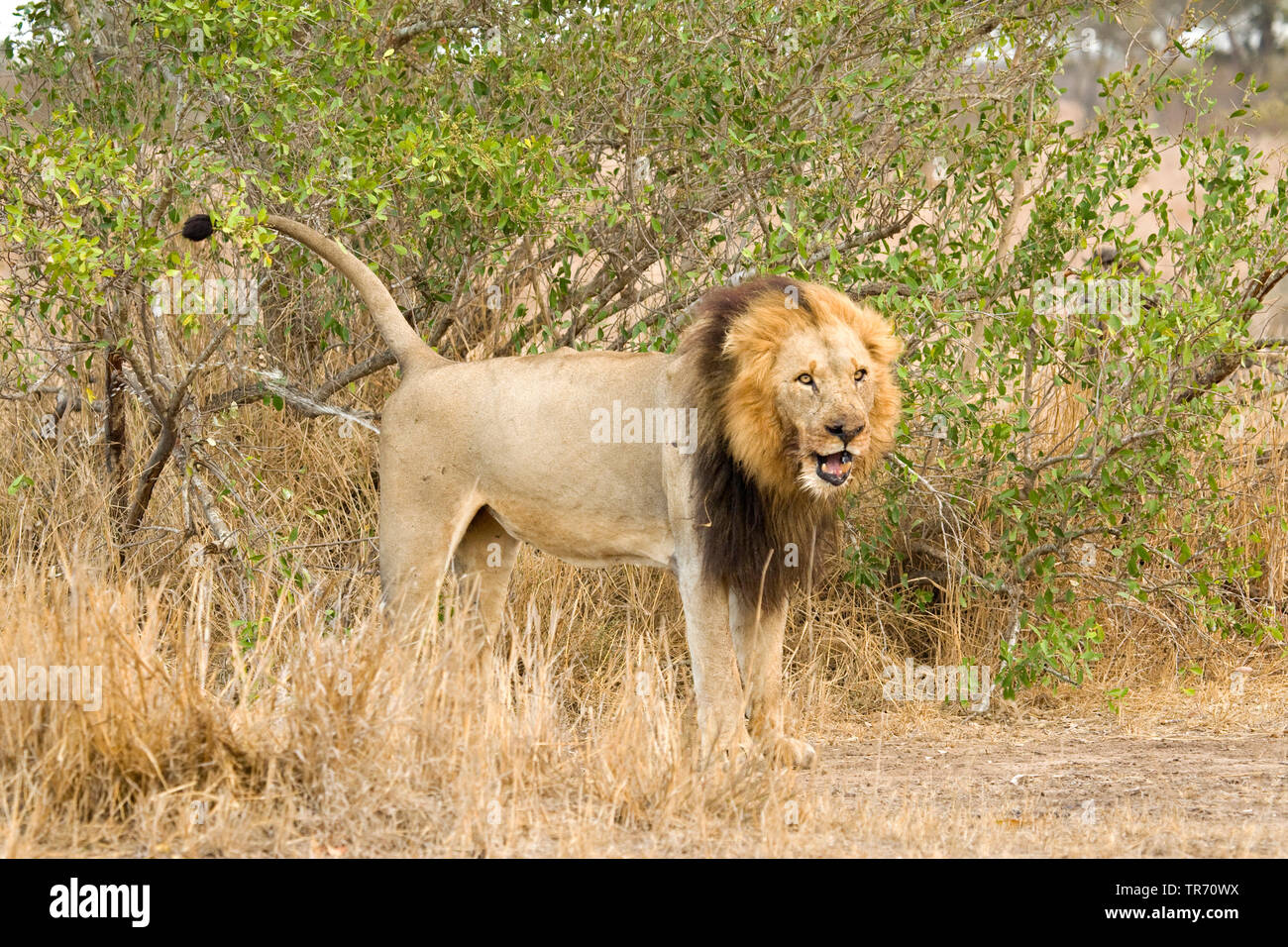 lion (Panthera leo), marking his territory, South Africa, Krueger ...