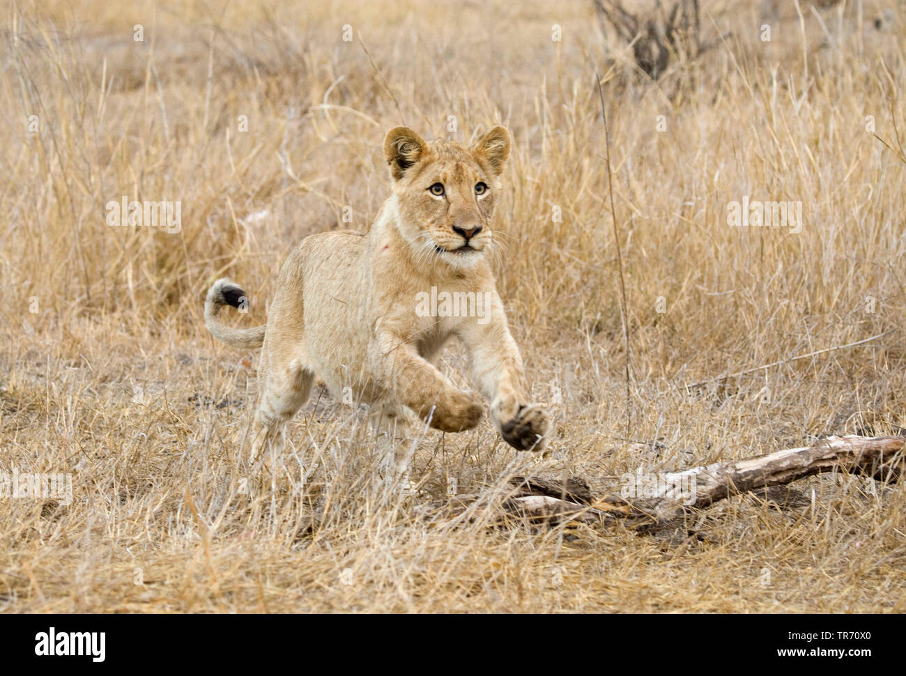 Lion running hi-res stock photography and images - Alamy