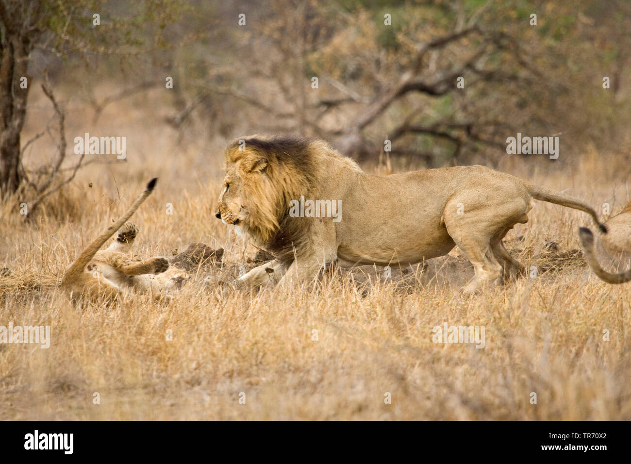 Romping couple hi-res stock photography and images - Alamy
