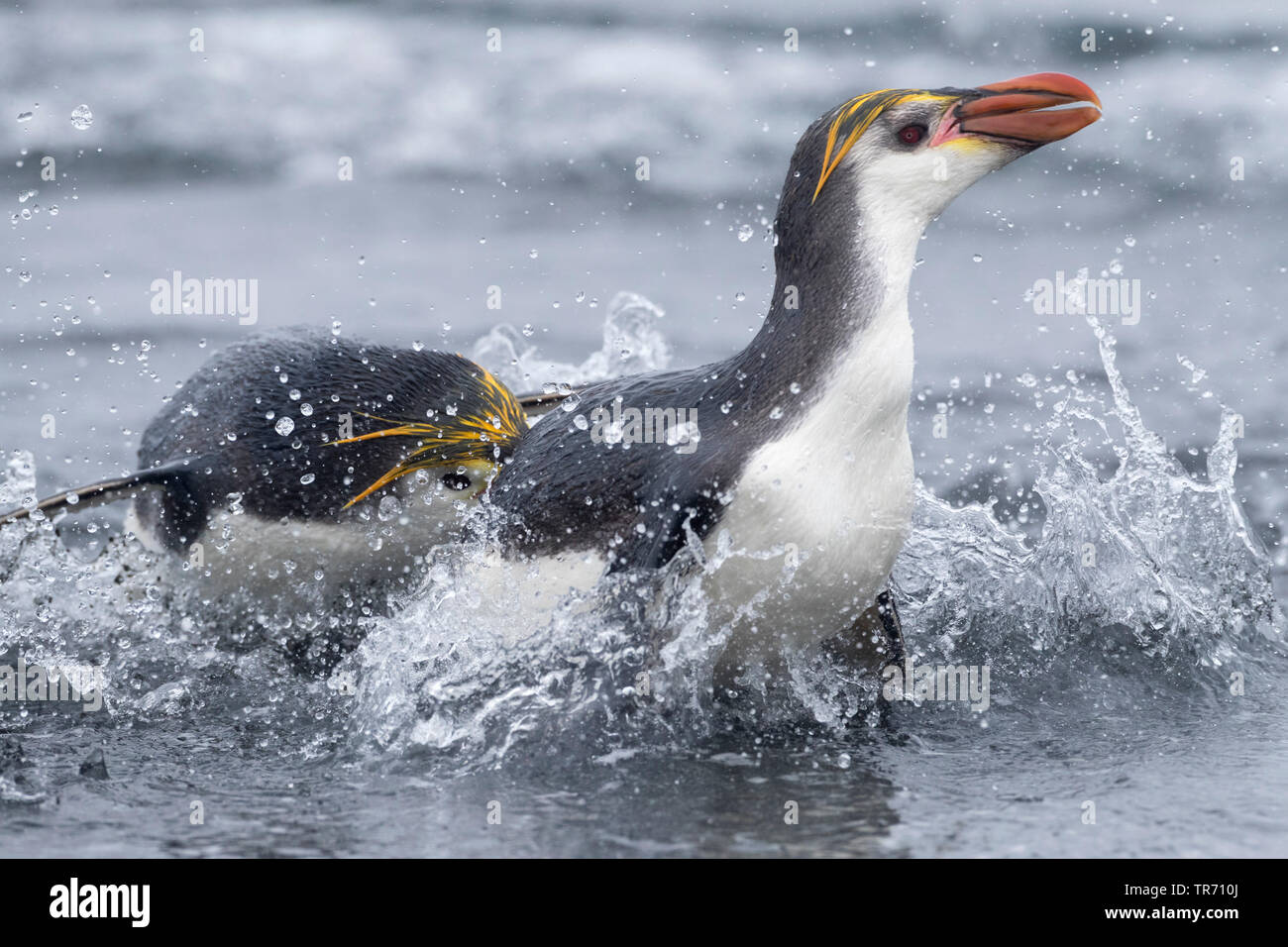 royal penguin (Eudyptes schlegeli), fighting, Australia, Macquarie ...