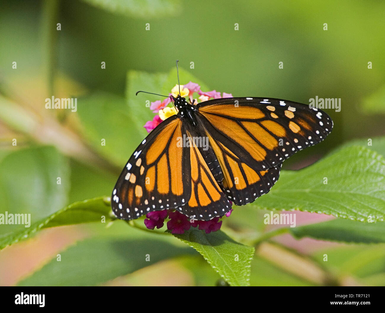 monarch butterfly, milkweed (Danaus plexippus), Azores Stock Photo - Alamy