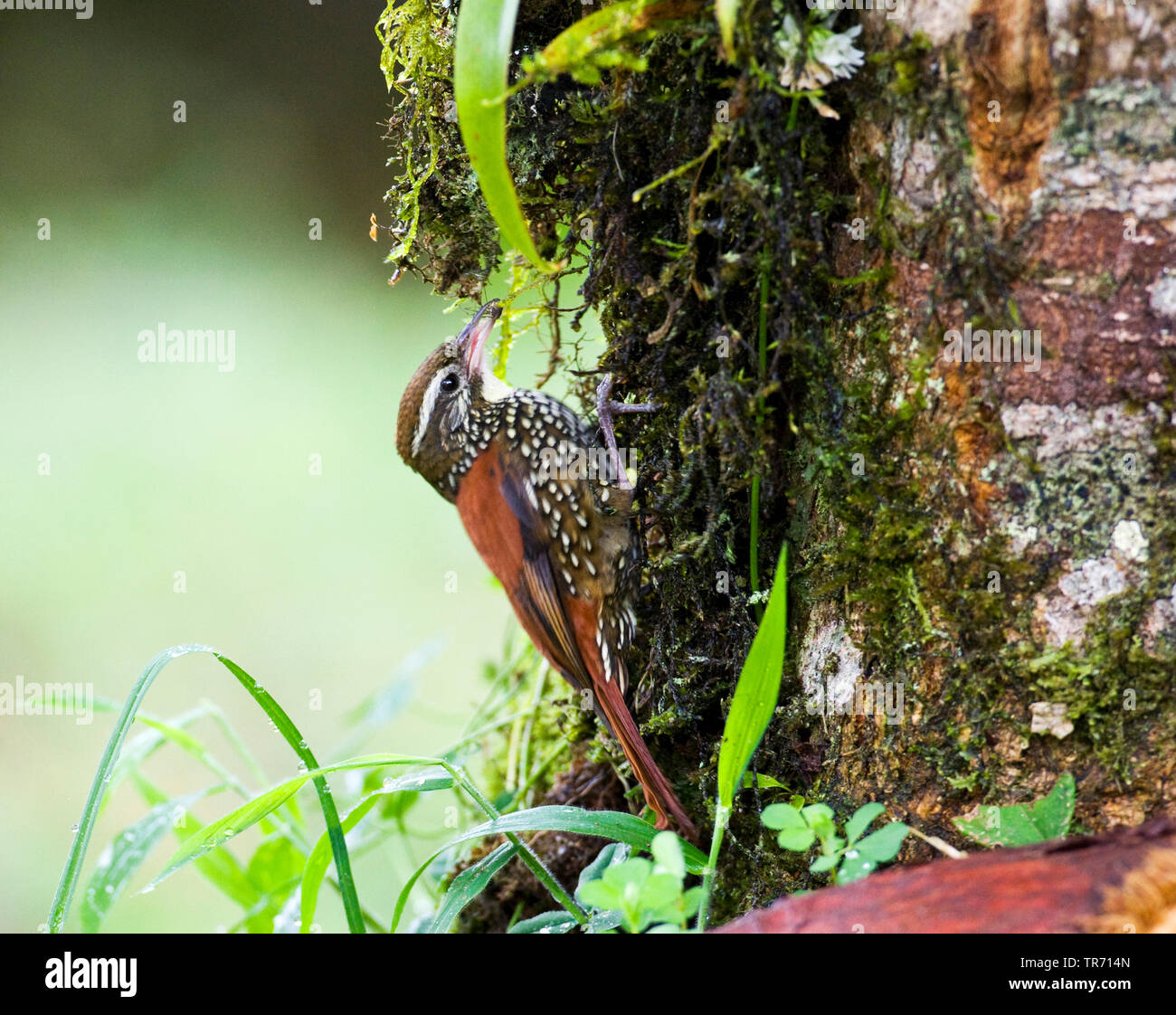 Pearled treerunner margarornis squamiger hi-res stock photography and ...