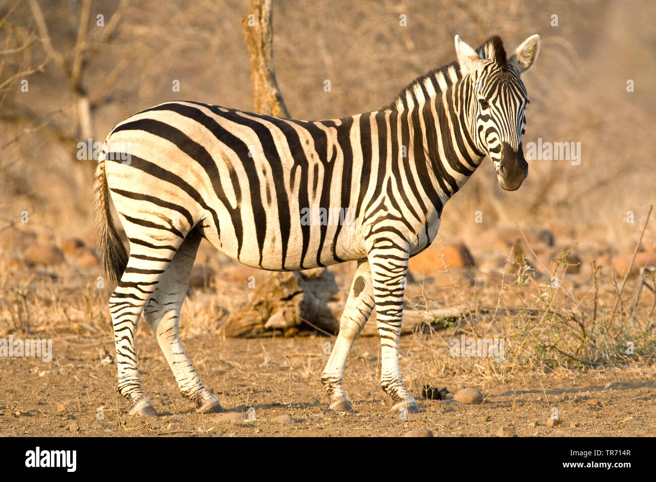 Burchell's zebra, zebra, Common zebra (Equus quagga burchelli, Equus ...