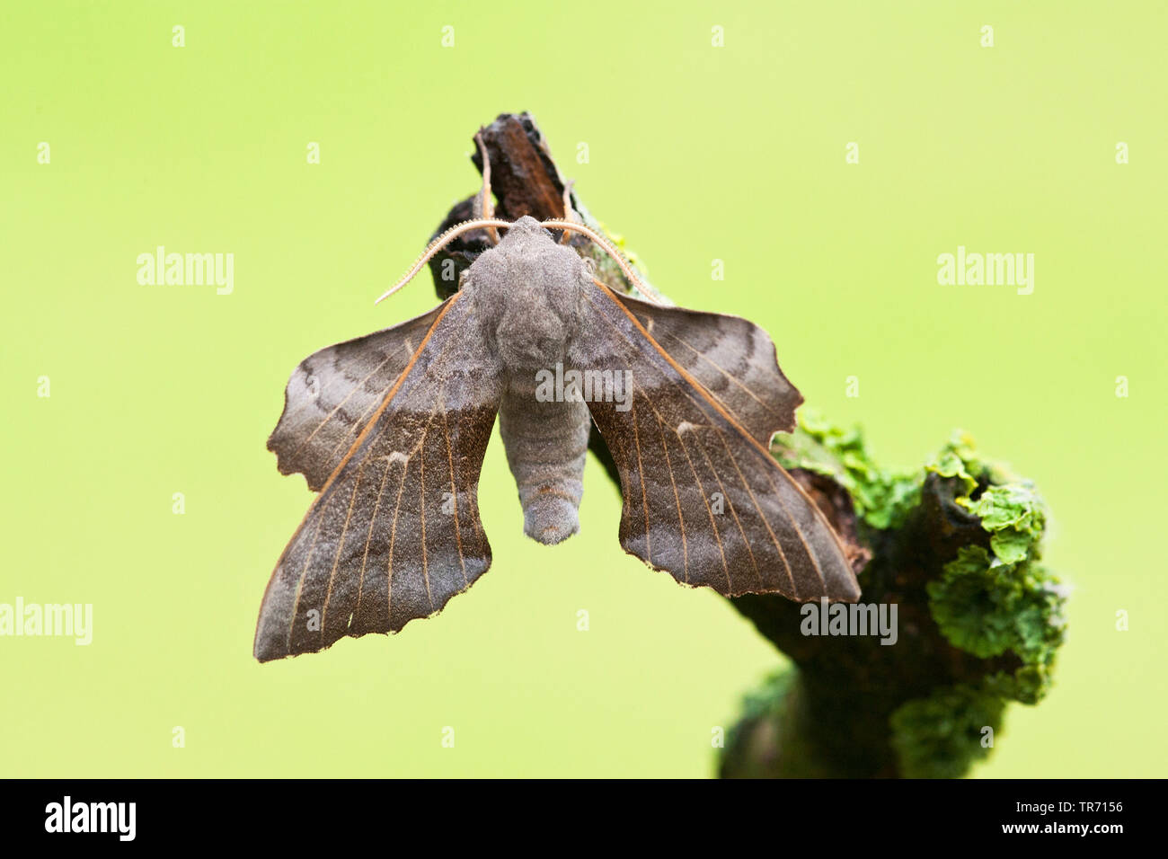 Poplar Hawk-moth, Poplar Hawkmoth (Laothoe populi, Sphinx populi ...