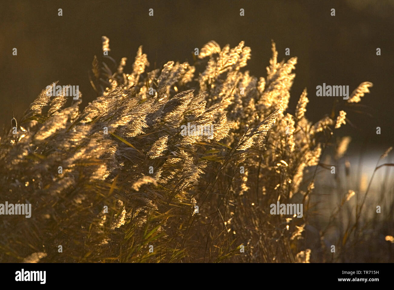 reed grass, common reed (Phragmites communis, Phragmites australis), in ...