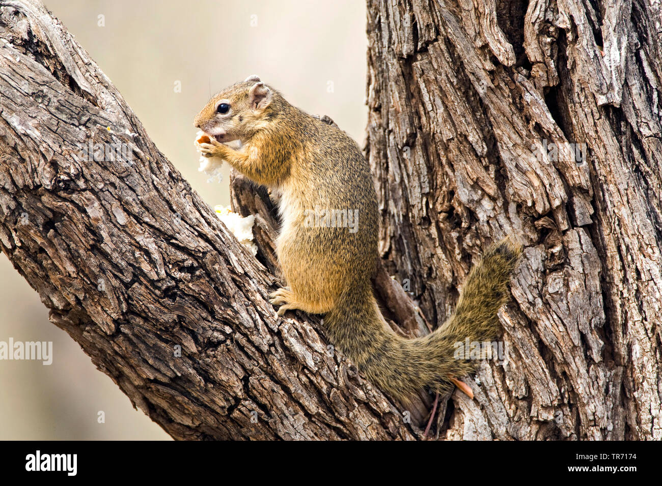 African bush squirrel hi-res stock photography and images - Alamy