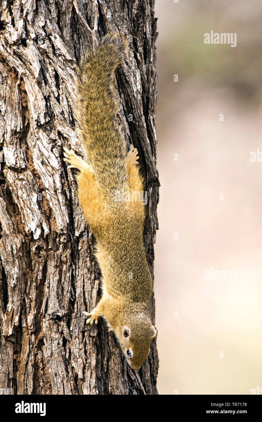 African bush squirrel hi-res stock photography and images - Alamy
