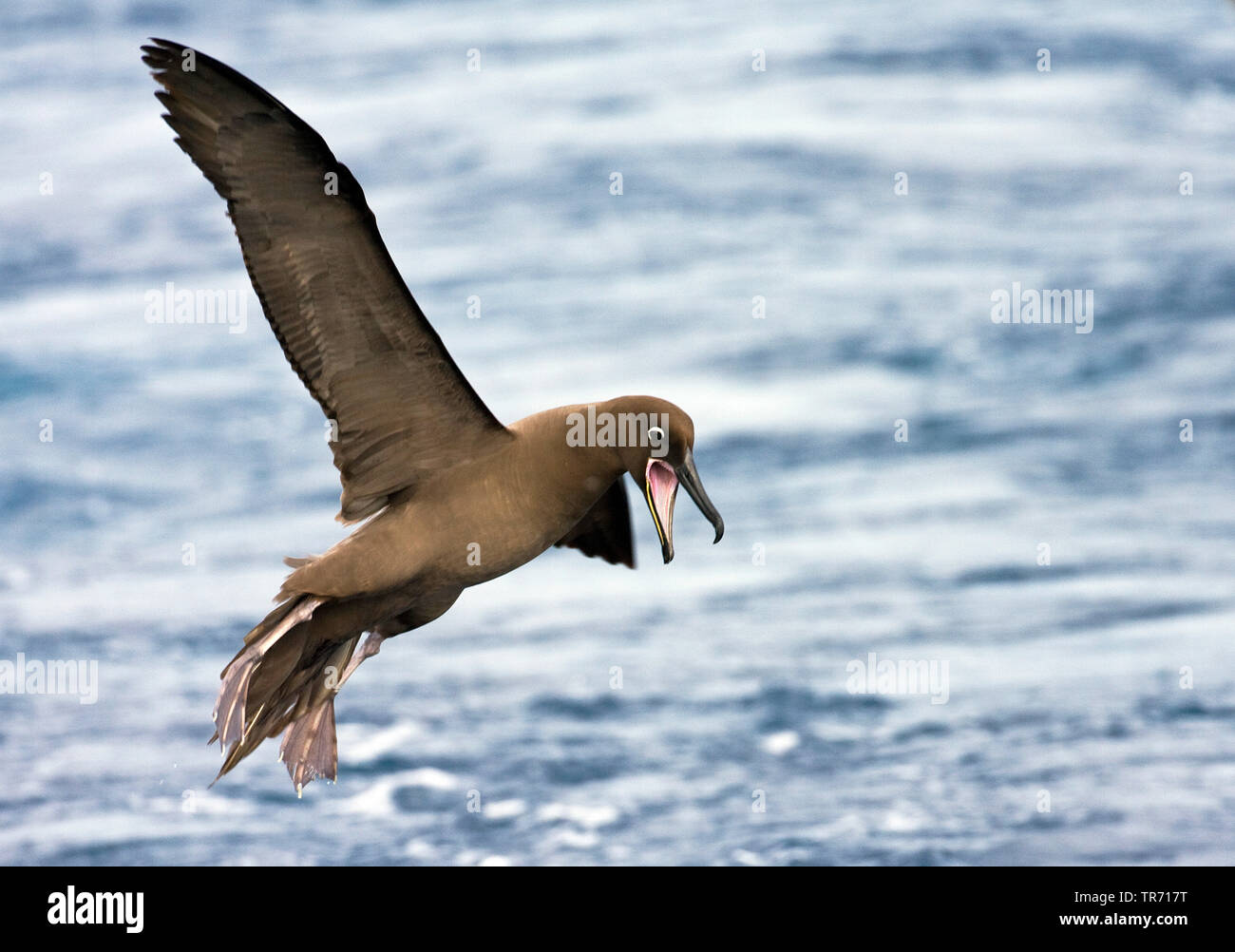 sooty albatross (Phoebetria fusca), flying Stock Photo - Alamy